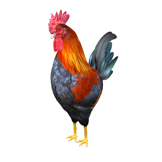 rooster 3D Model in Bird 3DExport