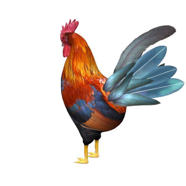 rooster 3D Model in Bird 3DExport