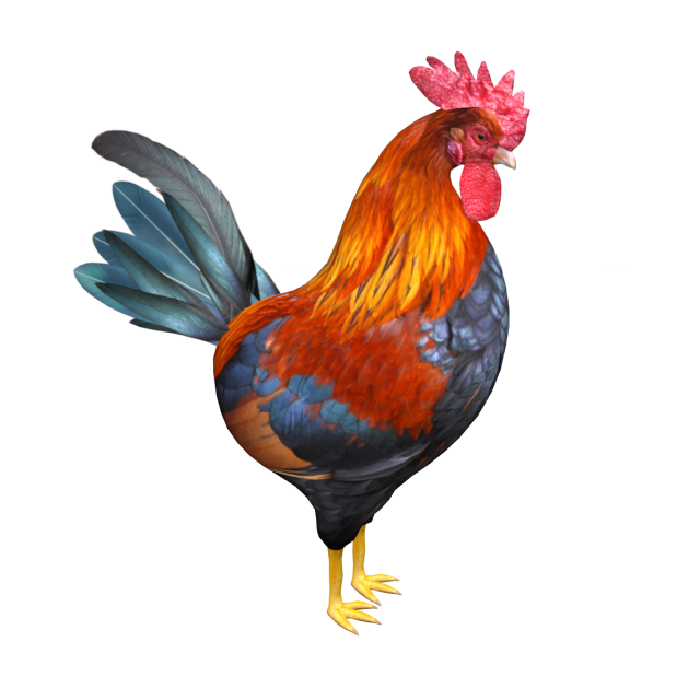 rooster 3D Model in Bird 3DExport