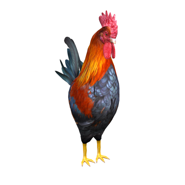 rooster 3D Model in Bird 3DExport