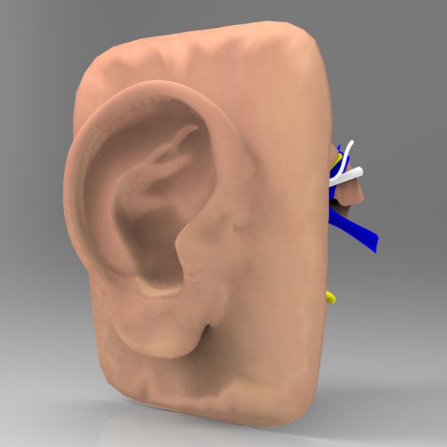 human ear 3D Model in Anatomy 3DExport