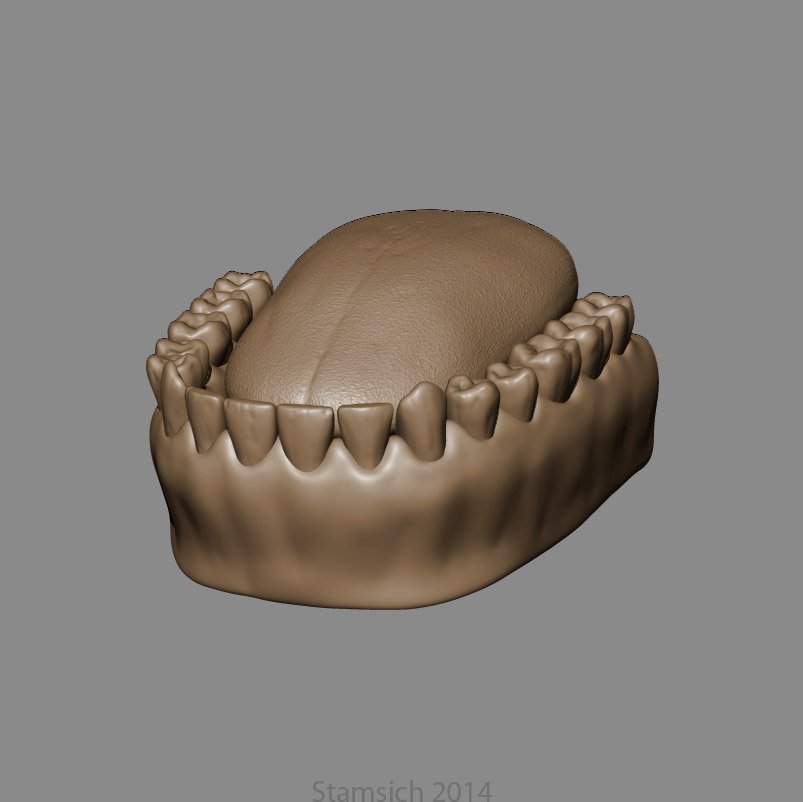 Teeth and Tongue 3D Model in Anatomy 3DExport