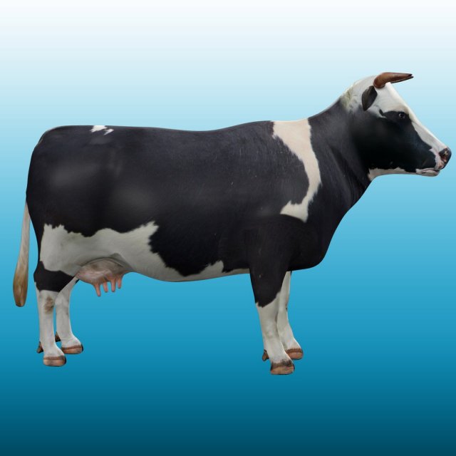 Cow Low poly Rig 3D Model in Cow 3DExport