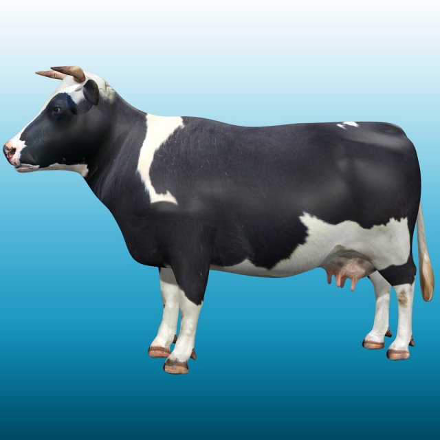 Cow Low poly Rig 3D Model in Cow 3DExport