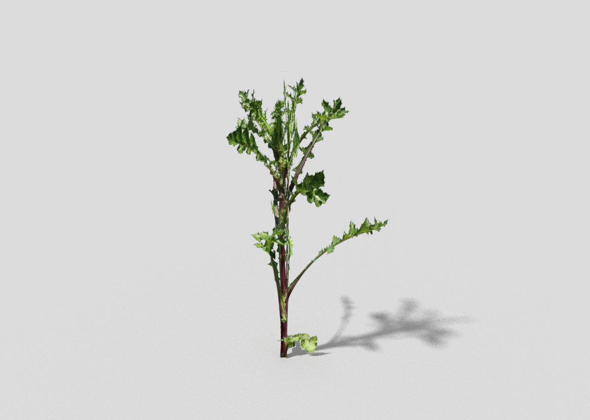 low poly plant 3D Models in Bush 3DExport