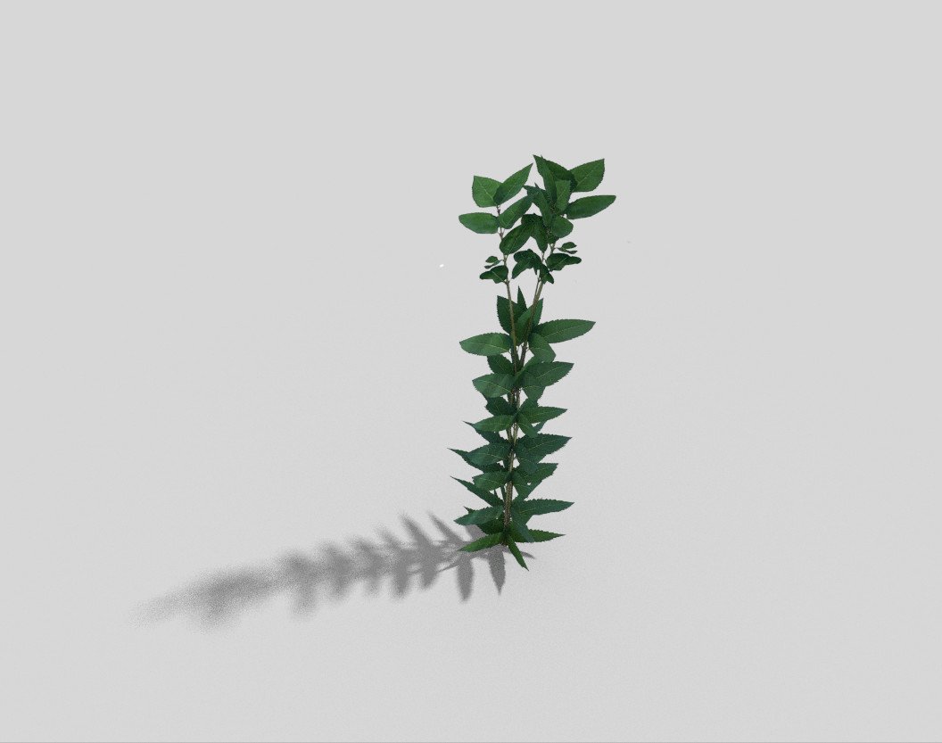 low poly plant 3D Models in Grass and Ground Cover 3DExport