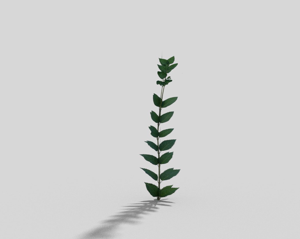 low poly plant 3D Models in Grass and Ground Cover 3DExport