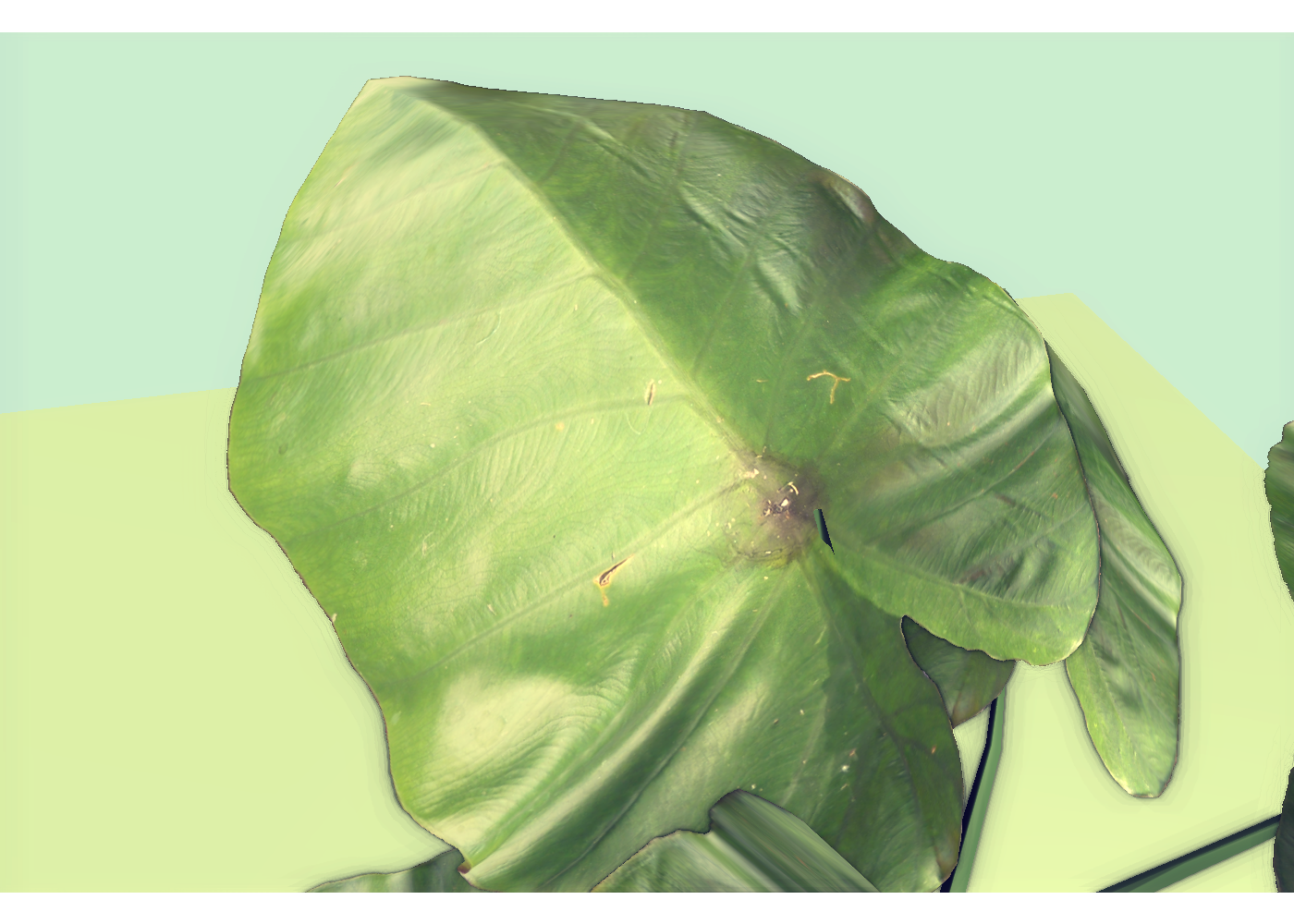 low poly plant 3D Models in Small Plants 3DExport