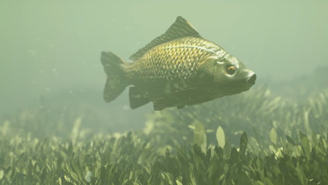 common carp 3D Model in Fish 3DExport
