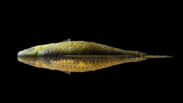 common carp 3D Model in Fish 3DExport