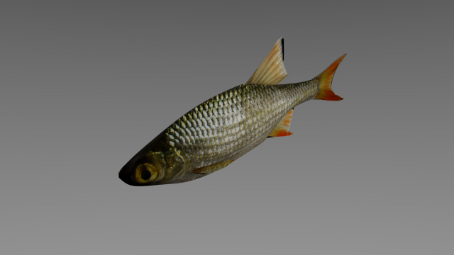 fish rudd 3D Model in Fish 3DExport