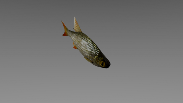 fish rudd 3D Model in Fish 3DExport
