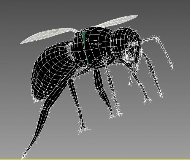 bee 3D Model in Insects 3DExport