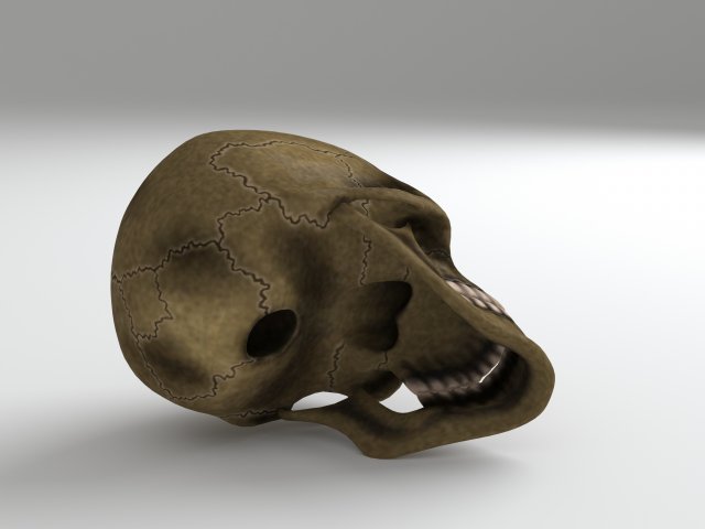 cranium Free 3D Model in Anatomy 3DExport