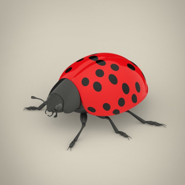 ladybird 3D Model in Insects 3DExport