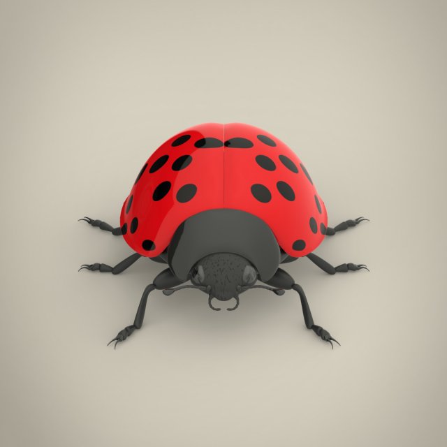 ladybird 3D Model in Insects 3DExport