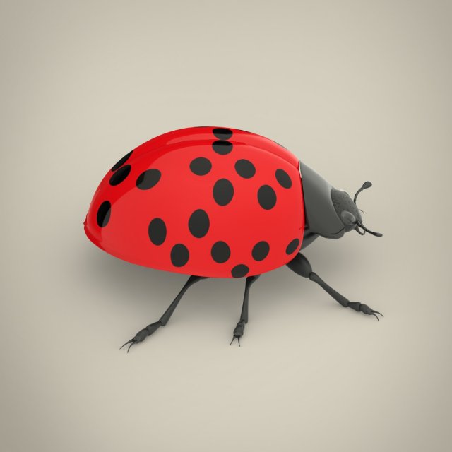ladybird 3D Model in Insects 3DExport