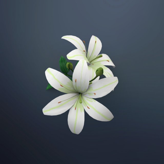 lily flower 3D Model in Flowers 3DExport