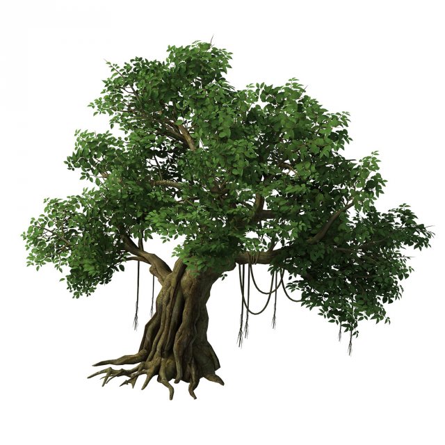 plant - banyan tree 01 3D Model in Decoration 3DExport