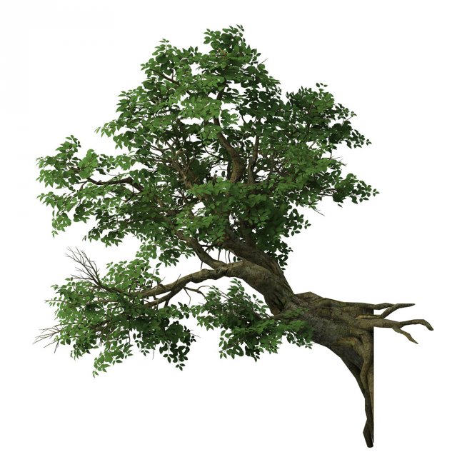 plant - banyan tree 05 3D Model in Decoration 3DExport