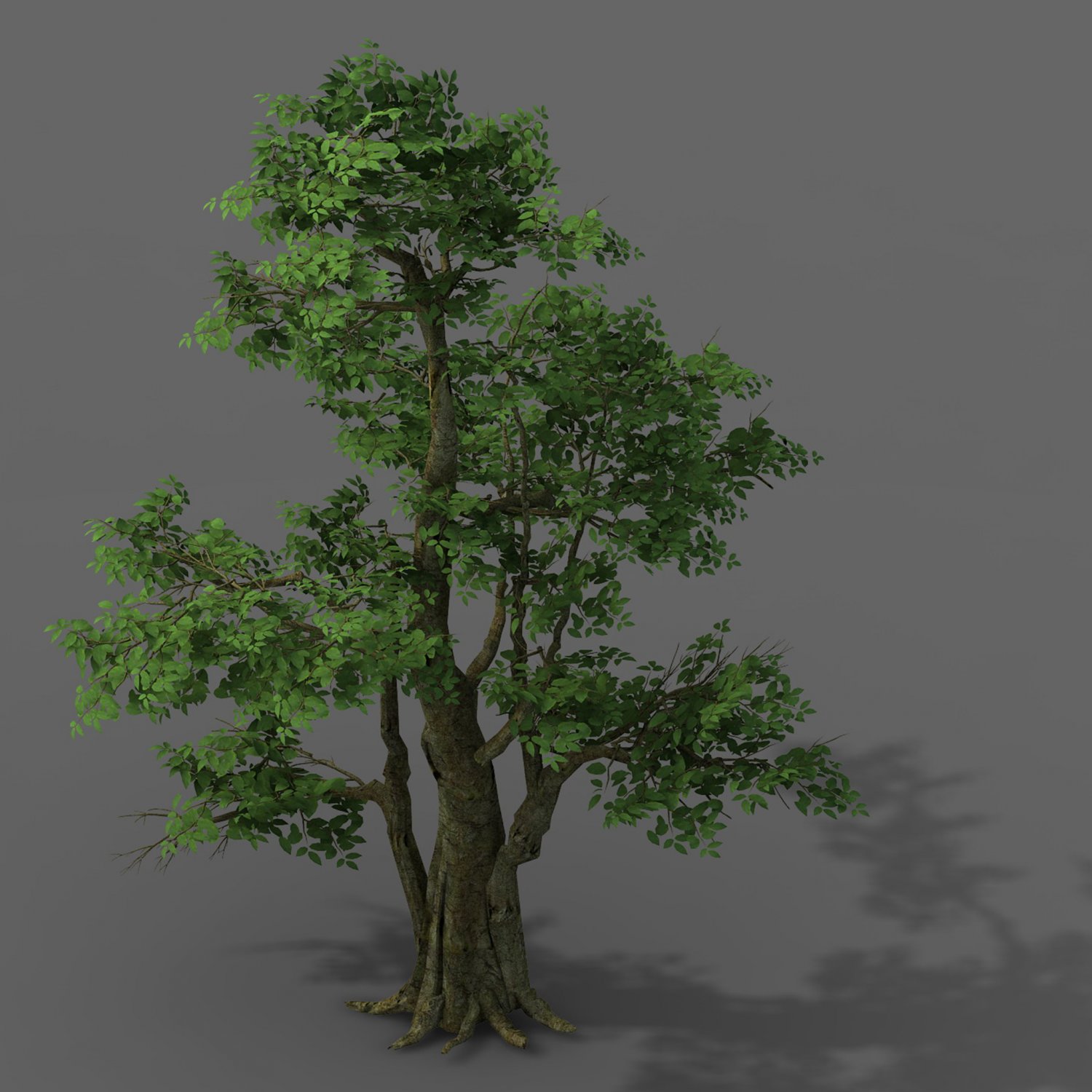 plant - banyan tree 06 3D Models in Decoration 3DExport