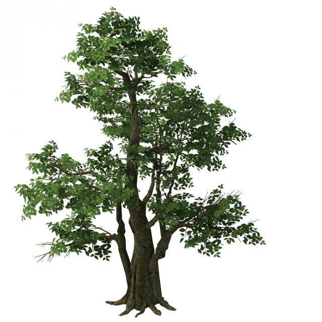 plant - banyan tree 06 3D Model in Decoration 3DExport