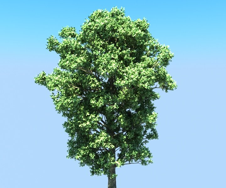 populus tree 3D Models in Tree 3DExport
