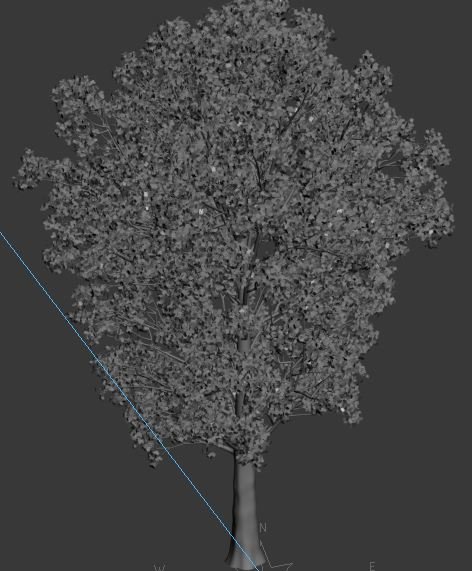 populus tree 3D Models in Tree 3DExport