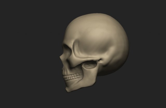 female skull 3D Model in Anatomy 3DExport