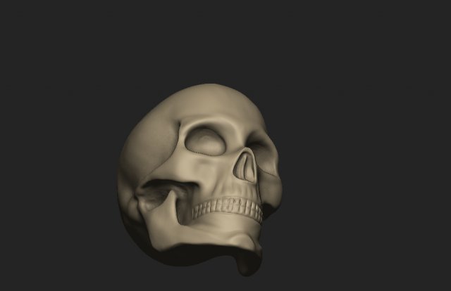 female skull 3D Model in Anatomy 3DExport