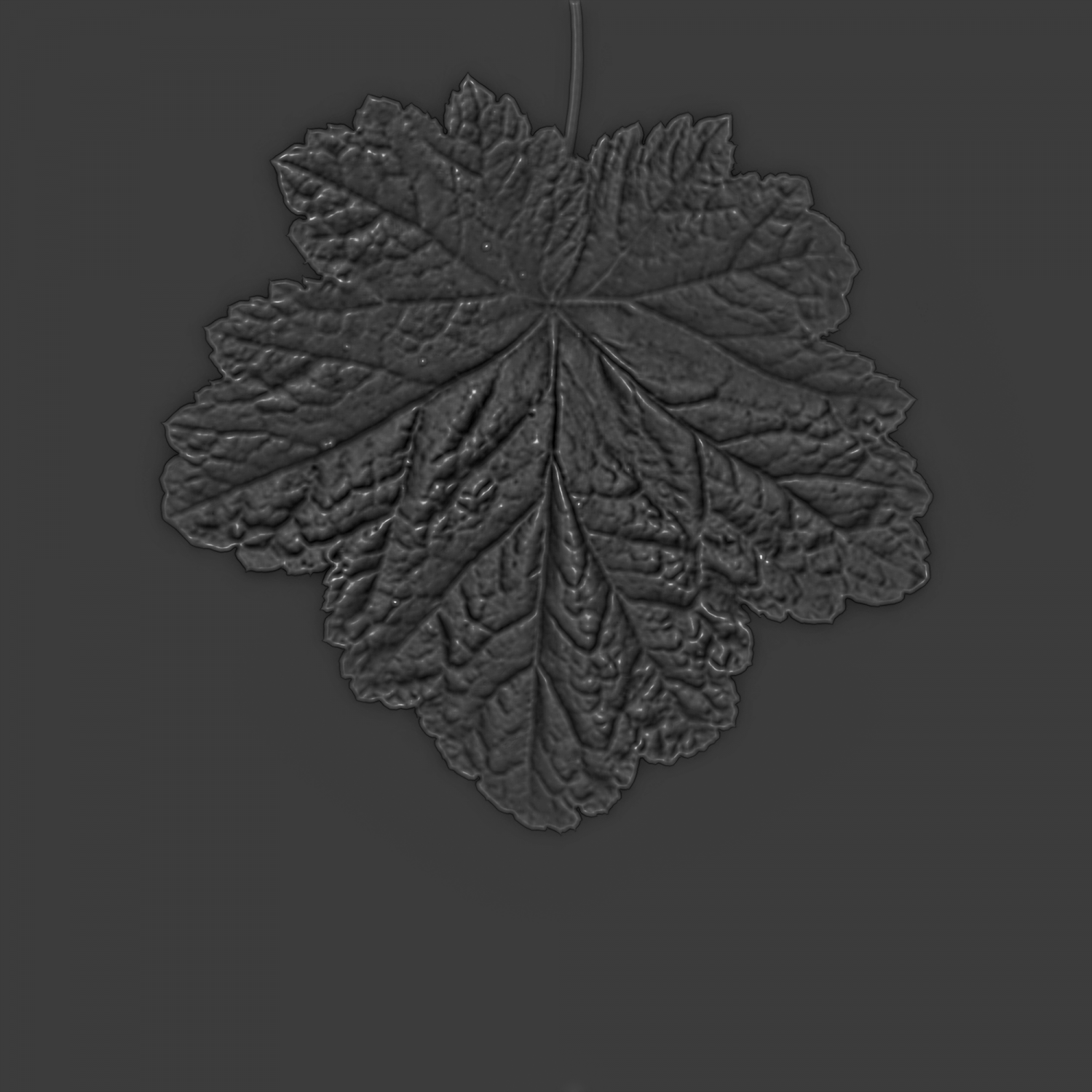 Leaf texture 10 pack 3D 모델 in 자연 3DExport