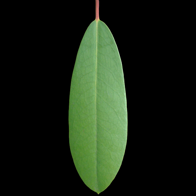 leaf texture 10 pack version 2 CG Textures in 3D Textures 3DExport