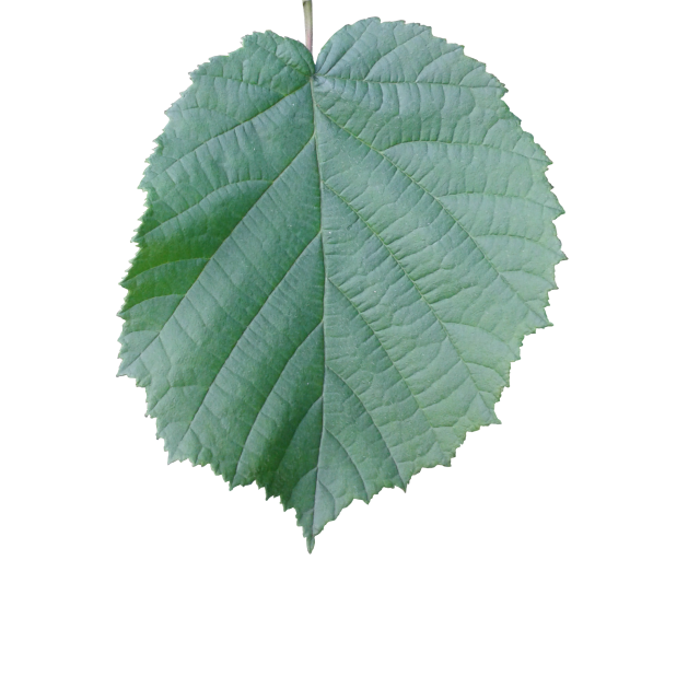 leaf texture 10 pack version 2 CG Textures in 3D Textures 3DExport