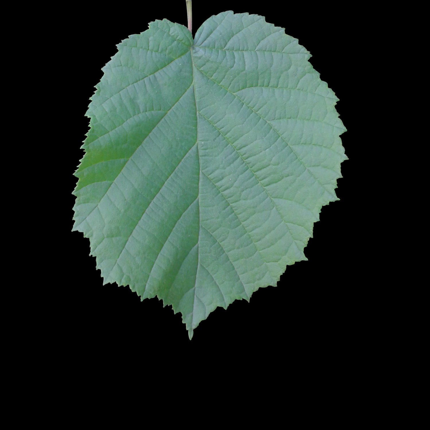 Leaf Texture 10 pack version 2 3D Model in 3D Textures 3DExport