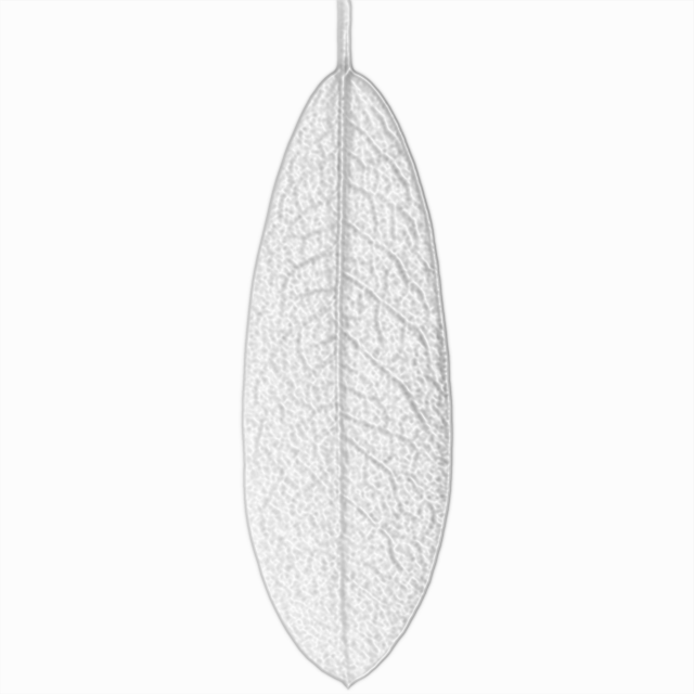 leaf texture 10 pack version 2 CG Textures in 3D Textures 3DExport