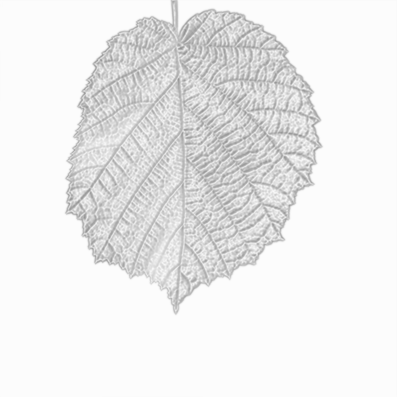 Leaf Texture 10 pack version 2 3D Model in 3D Textures 3DExport