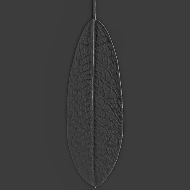 leaf texture 10 pack version 2 CG Textures in 3D Textures 3DExport