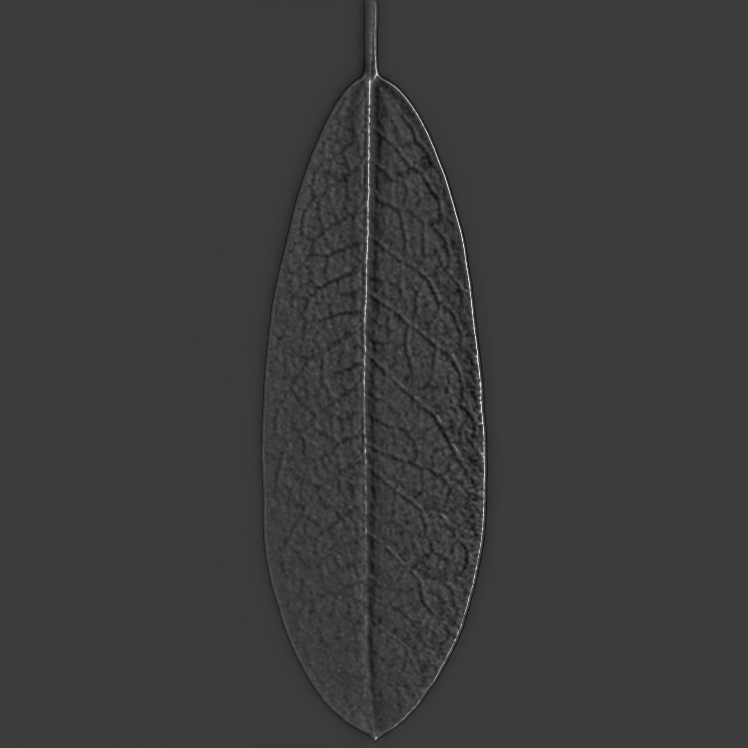 Leaf Texture 10 pack version 2 3D Model in 3D Textures 3DExport