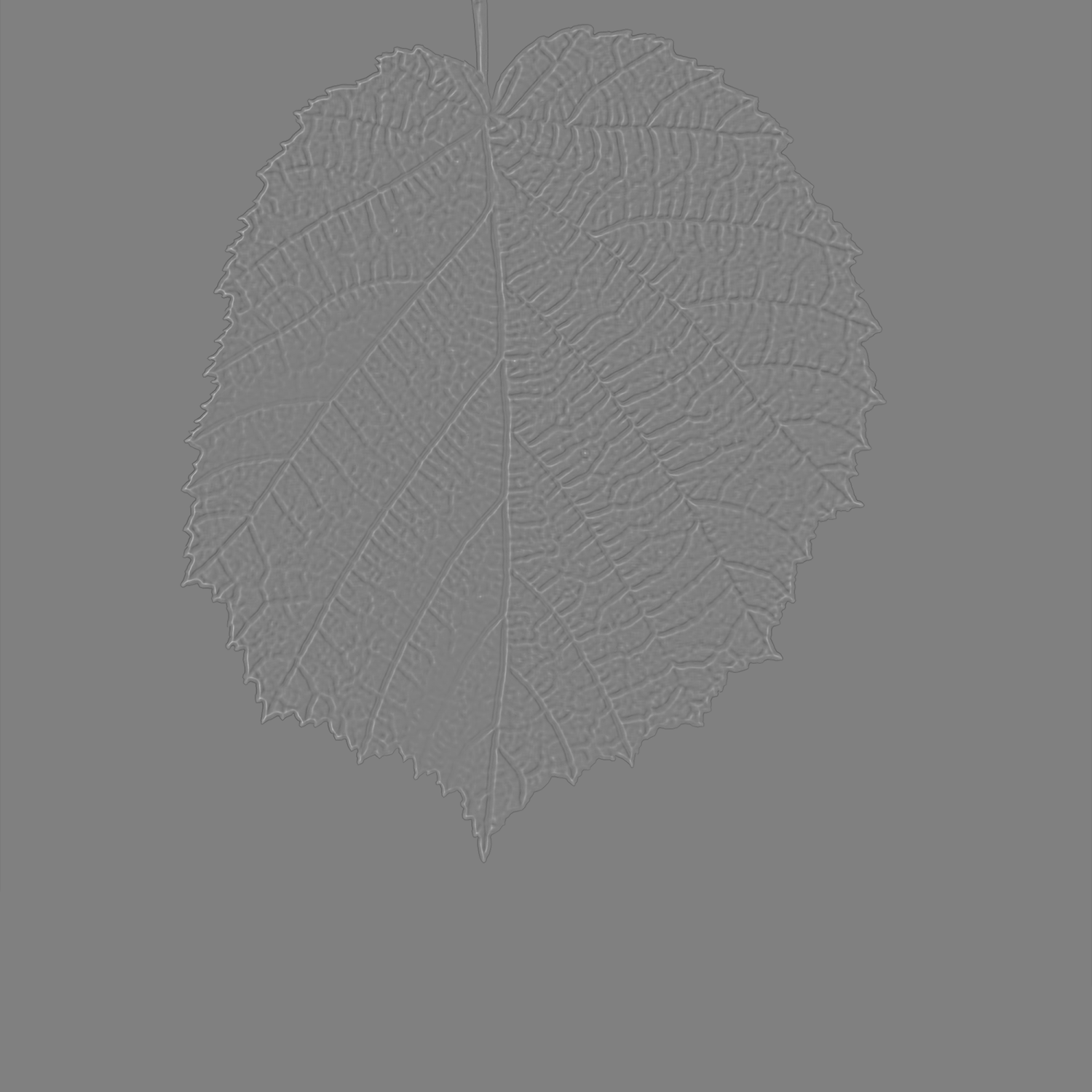 Leaf Texture 10 pack version 2 3D Model in 3D Textures 3DExport
