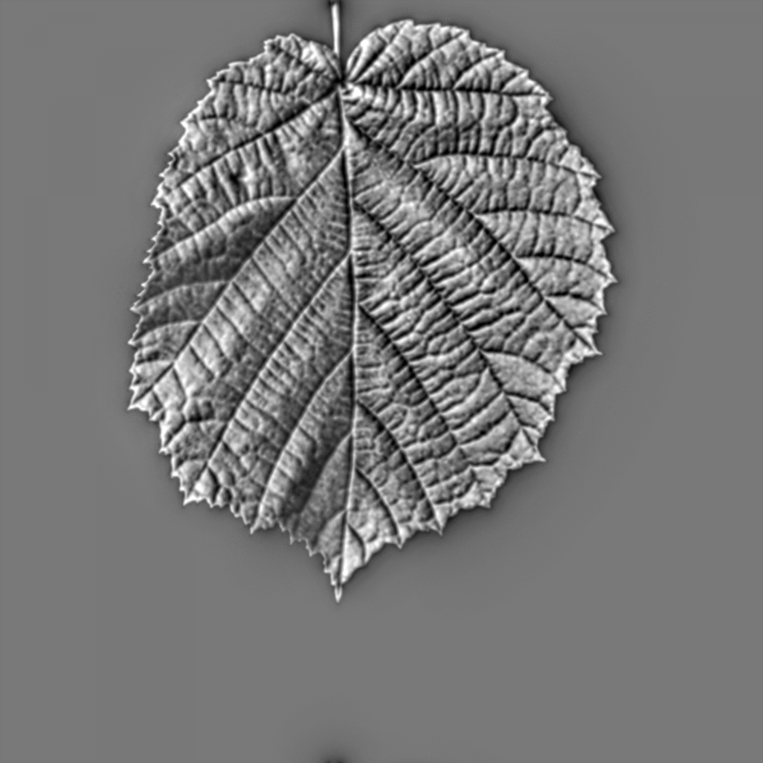 Leaf Texture 10 pack version 2 3D Model in 3D Textures 3DExport