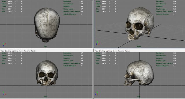 realistic skull 3D Model in Anatomy 3DExport
