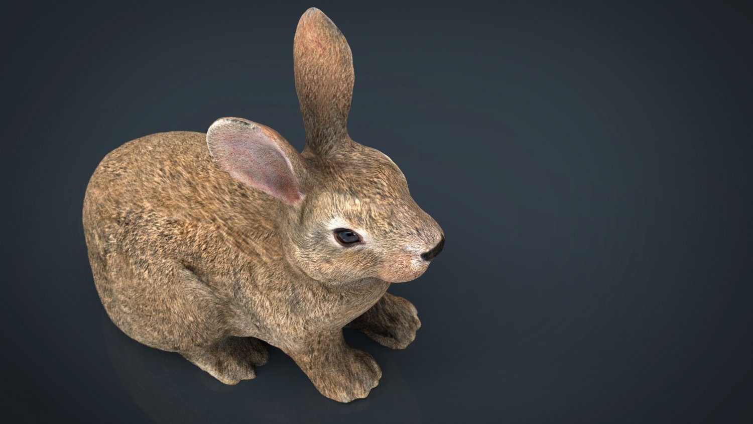 RABBIT 3D Model in Other 3DExport