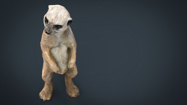 meerkat 3D Model in Rodent 3DExport