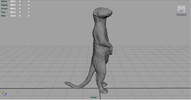 meerkat 3D Model in Rodent 3DExport