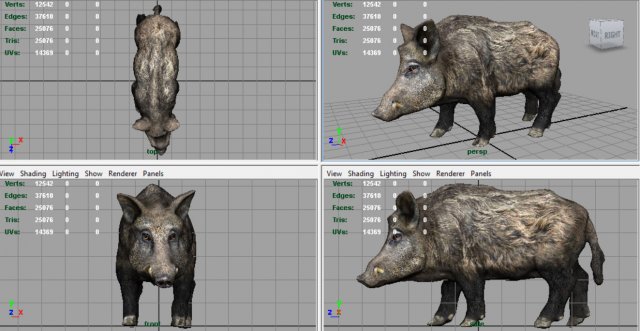 wild boar 3D Model in Pig 3DExport