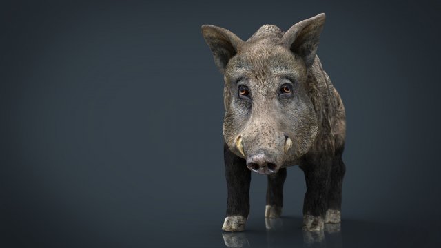 wild boar 3D Model in Pig 3DExport