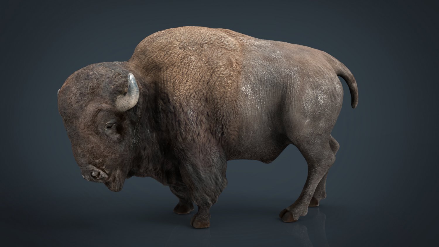 American bison 3D Model in Wildlife 3DExport