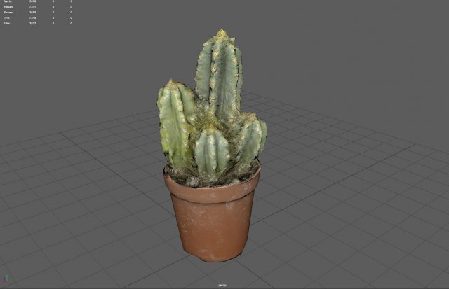 Cactus 3D Model in Small Plants 3DExport