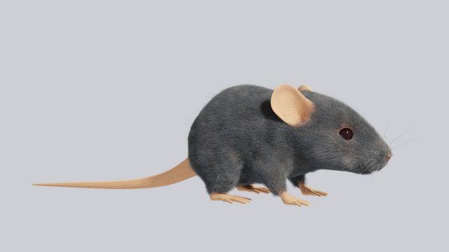 Mouse 3D Model in Rodent 3DExport