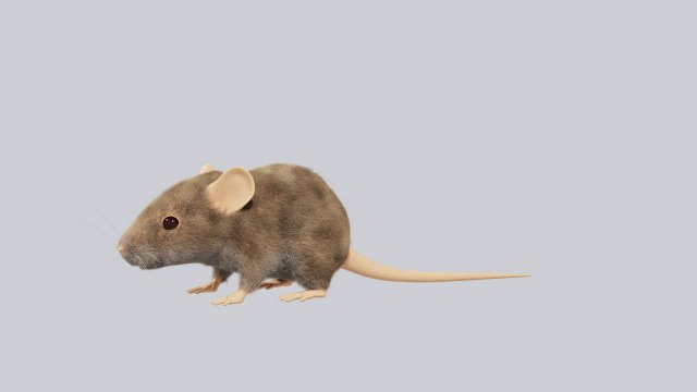 Mouse 3D Model in Rodent 3DExport
